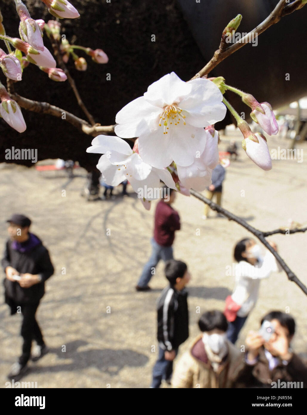 TOKYO, Japan - The first blossoms on ''someiyoshino'' cherry trees ...