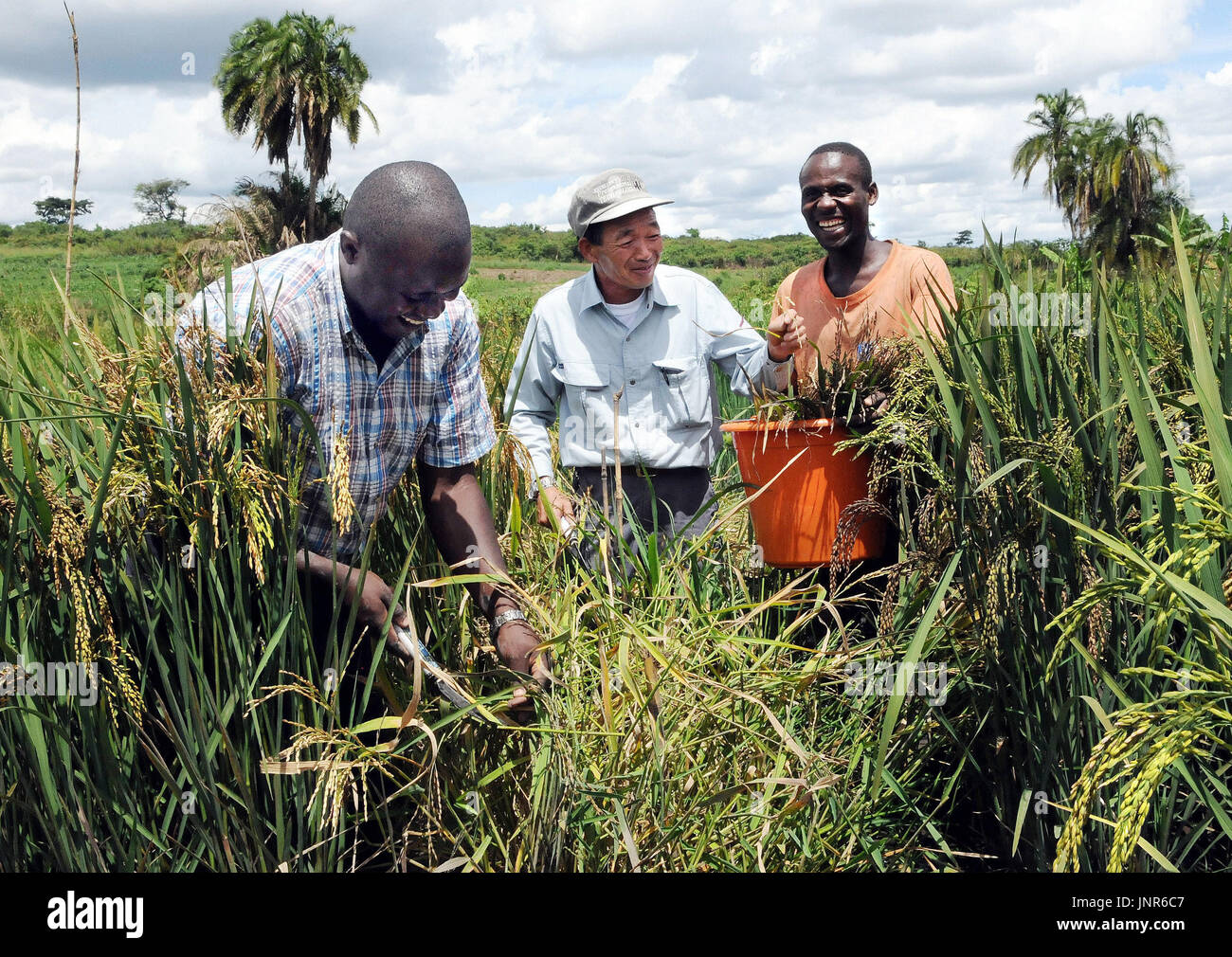 NAMULONGE, Uganda - JICA specialist Tatsushi Tsuboi (C) checks NERICA 4 ...