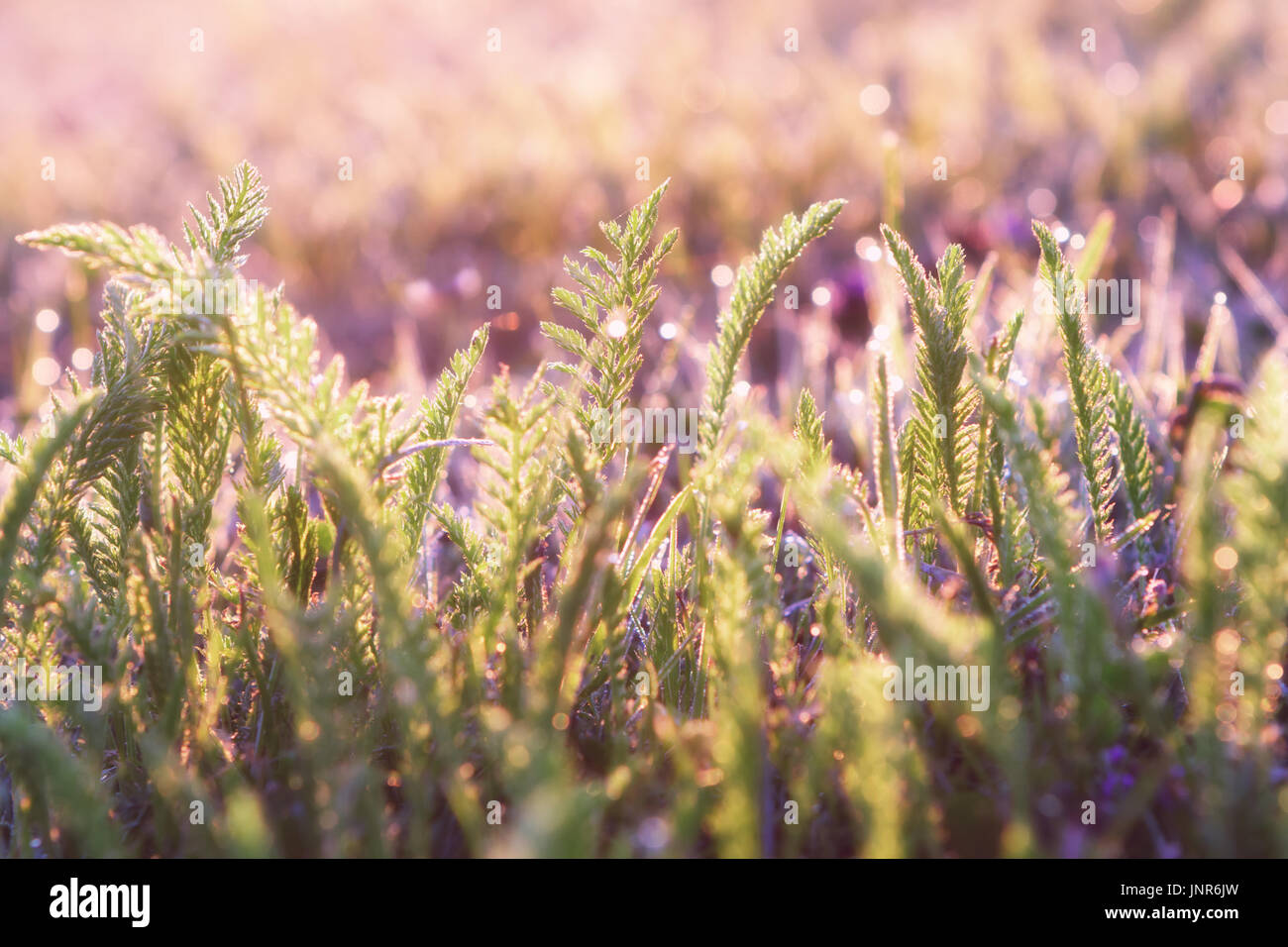 Summer meadow, grass field with colorful sunlight, nature background ...