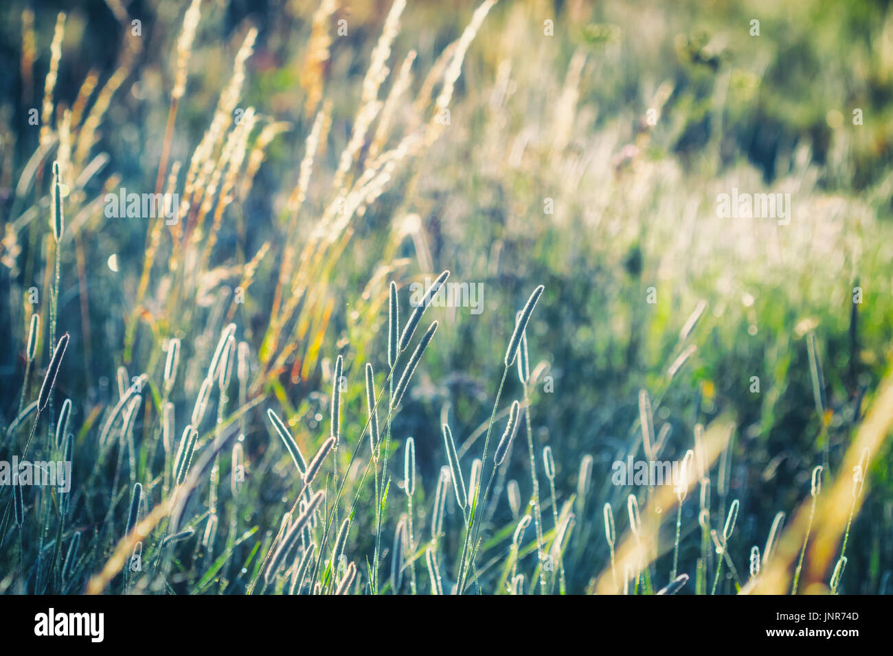 Summer meadow, grass field in warm sunlight, nature background concept ...