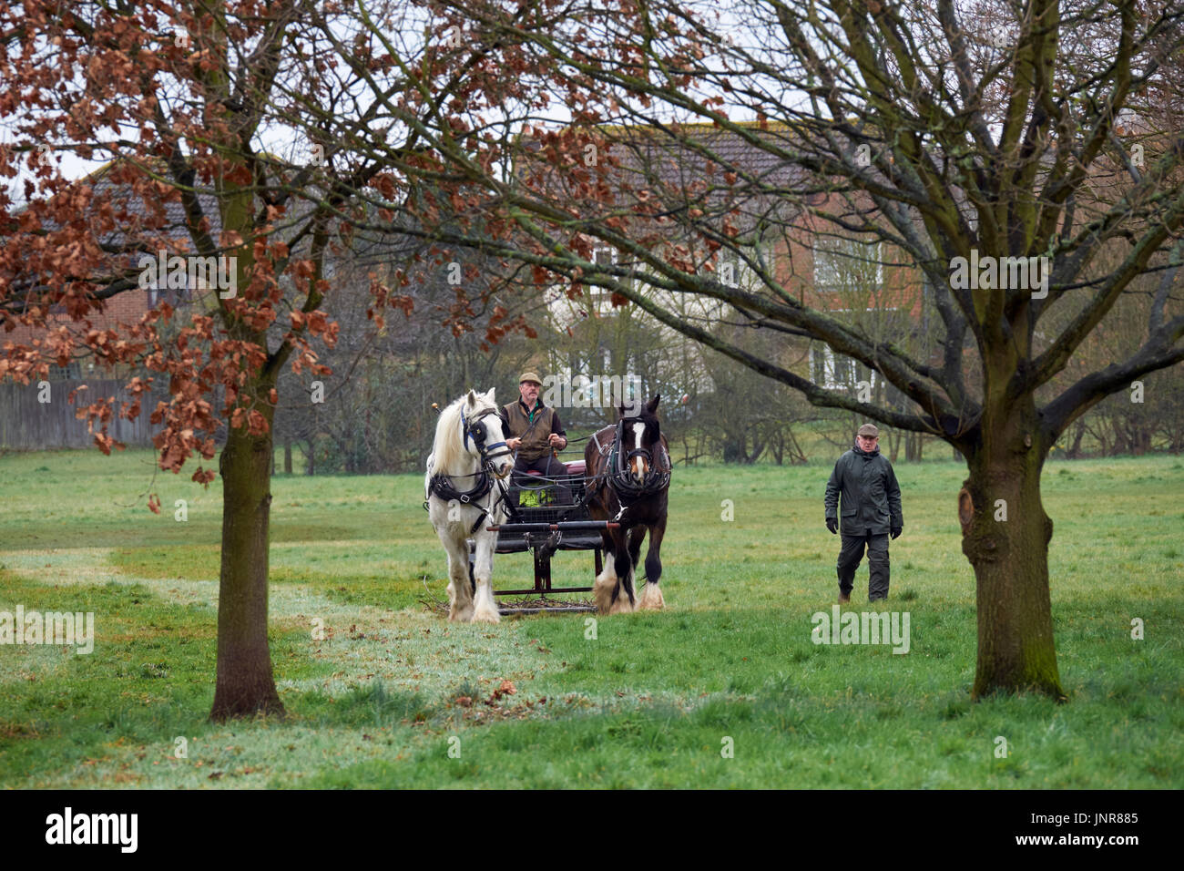Shire Horses of Operation Centaur pulling a light harrow over the ...