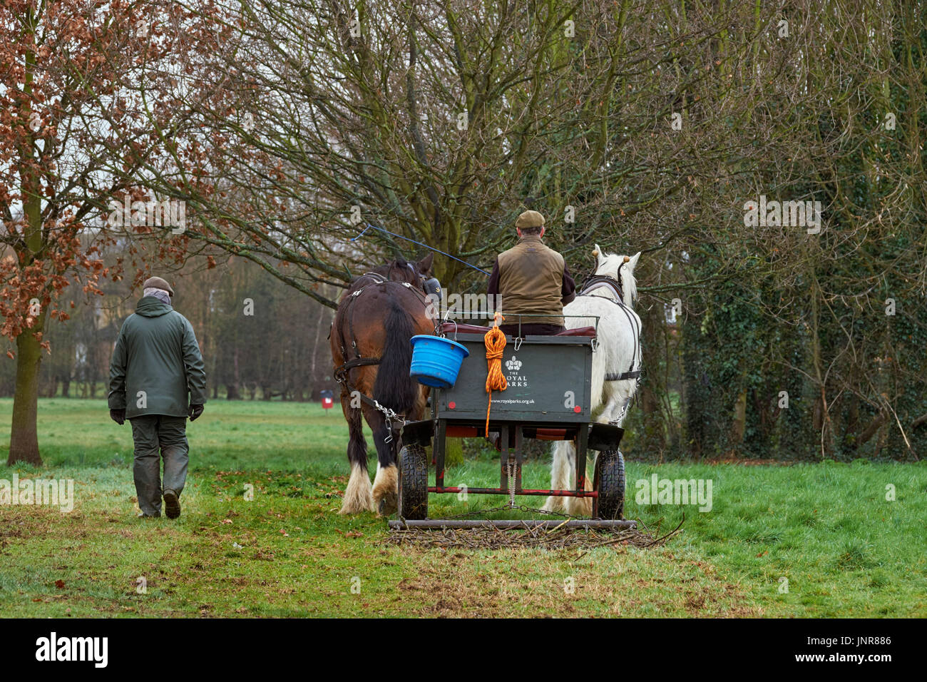 Shire Horses of Operation Centaur pulling a light harrow over the ...