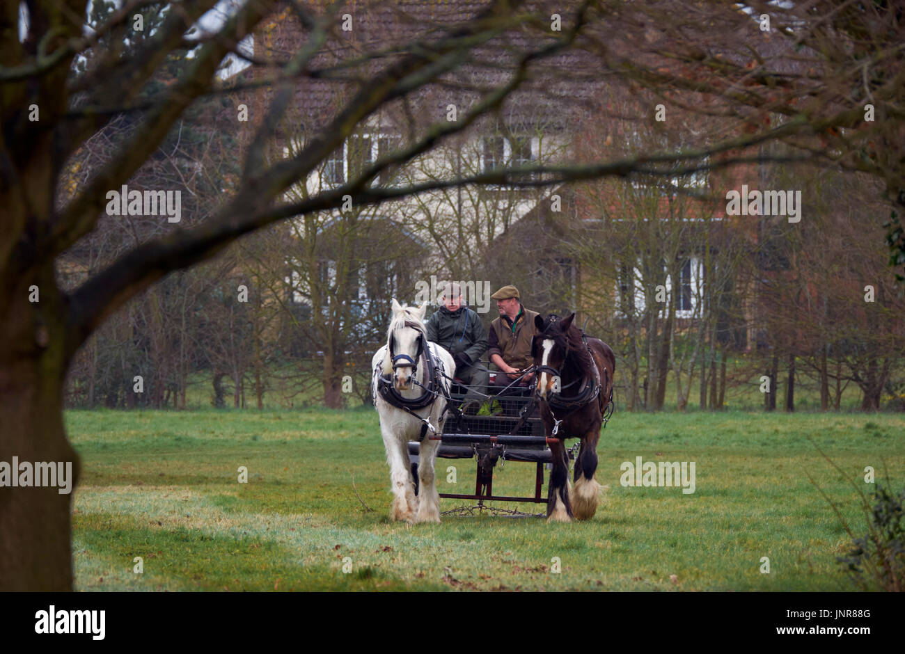 Shire Horses of Operation Centaur pulling a light harrow over the ...
