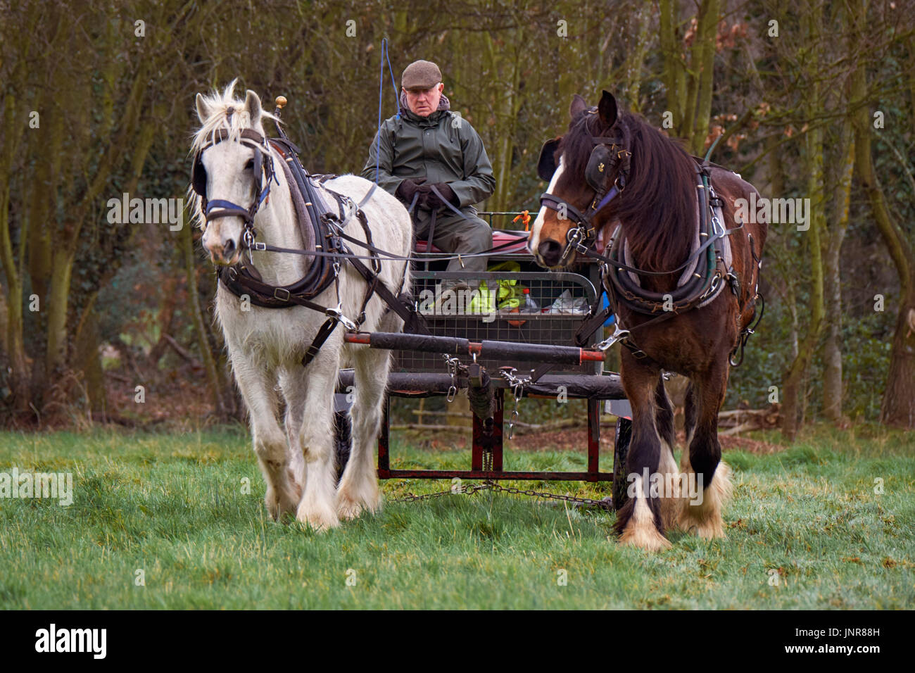 Shire Horses of Operation Centaur pulling a light harrow over the ...