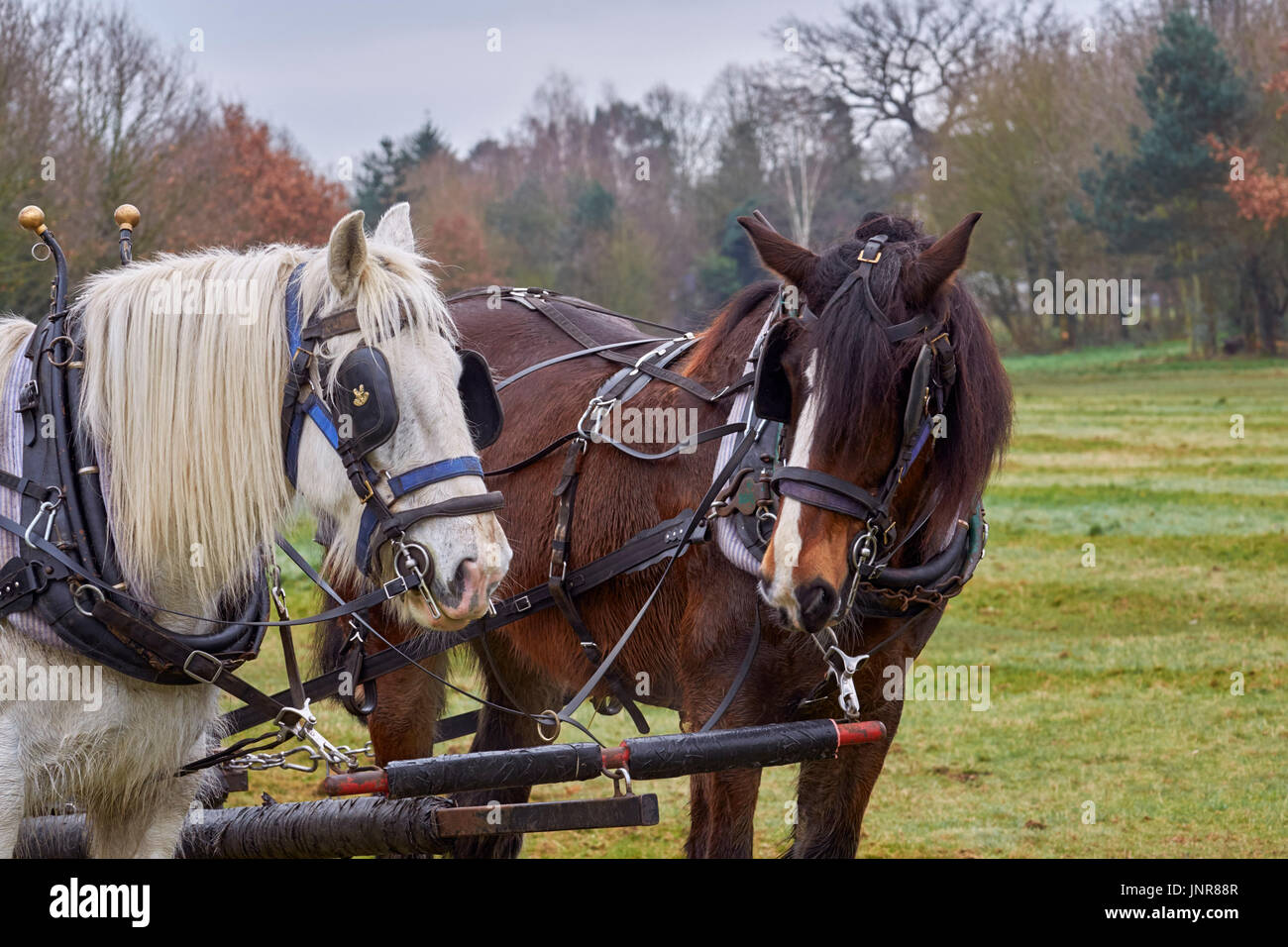 Shire Horses of Operation Centaur working at Hurst Meadows. East ...