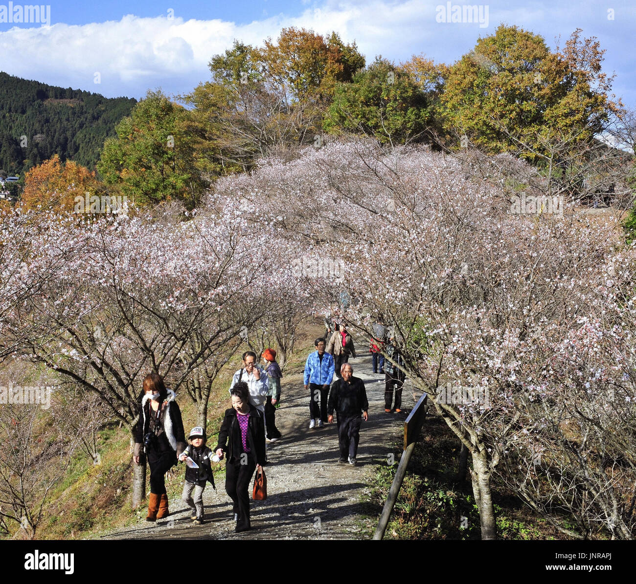 FUJIOKA, Japan - Visitors walk under winter cherry blossoms at ...