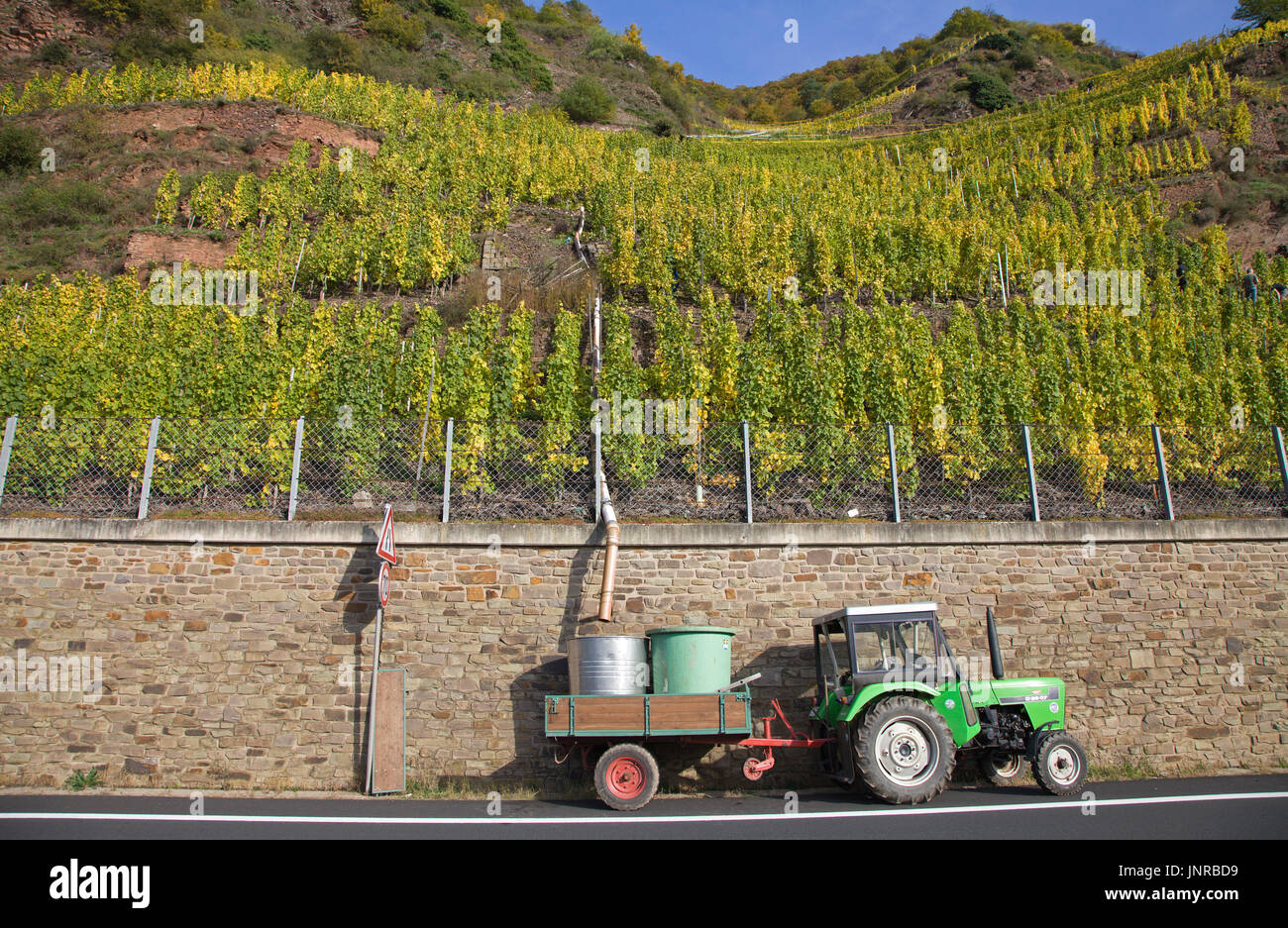 Weinleses am Bremmer Calmont, Weinanbau in Steillage, der Calmont ...