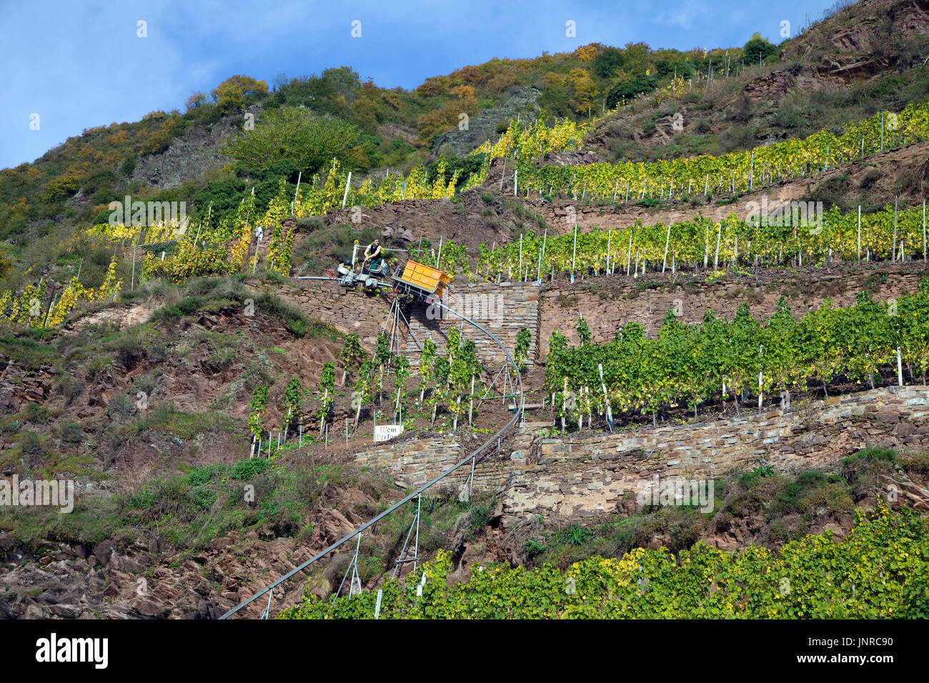 Grape harvest with monorack railway at the steep Calmont vineyard ...