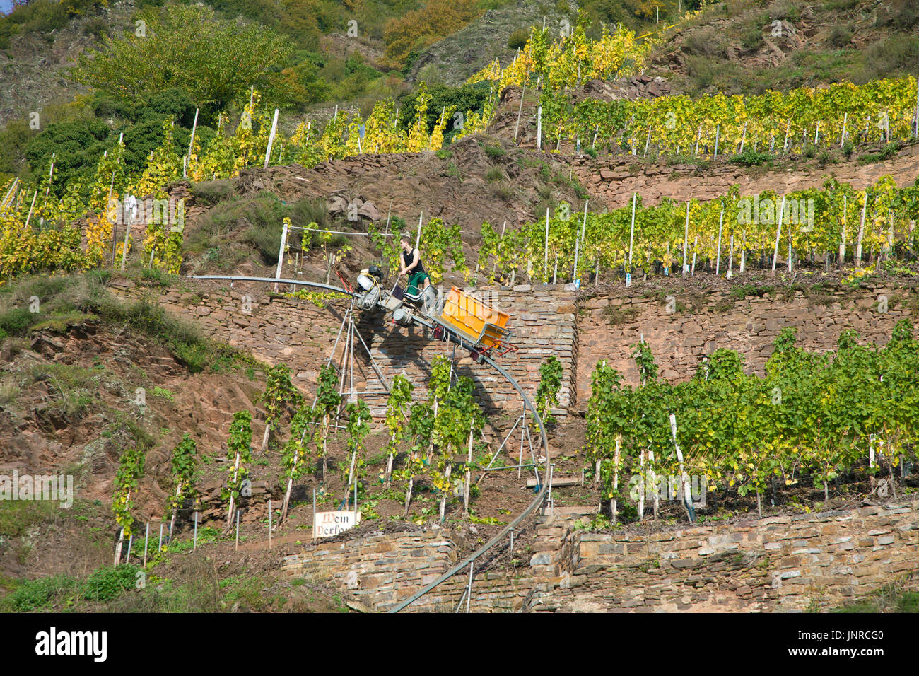 Grape harvest with monorack railway at the steep Calmont vineyard ...