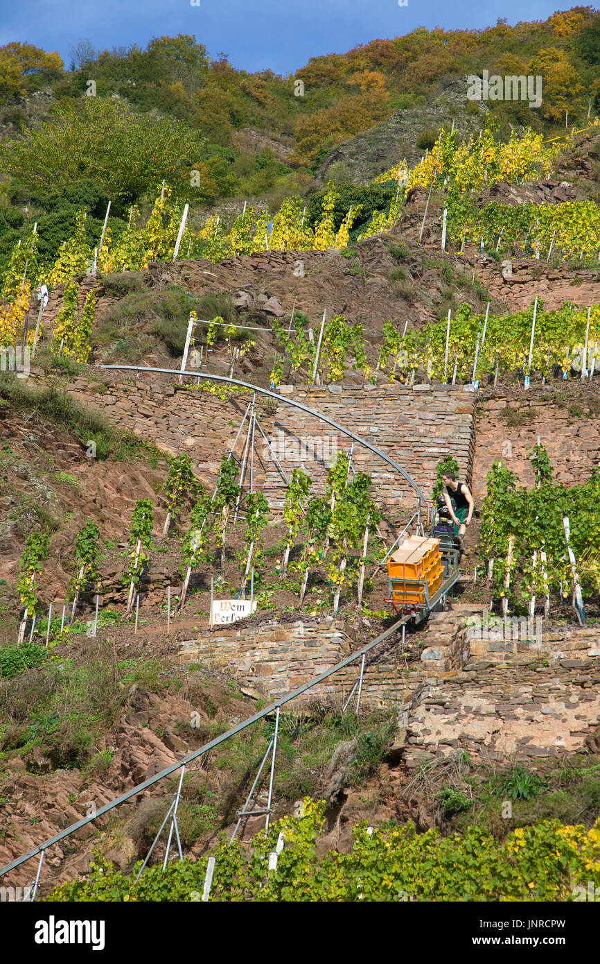Grape harvest with monorack railway at the steep Calmont vineyard ...