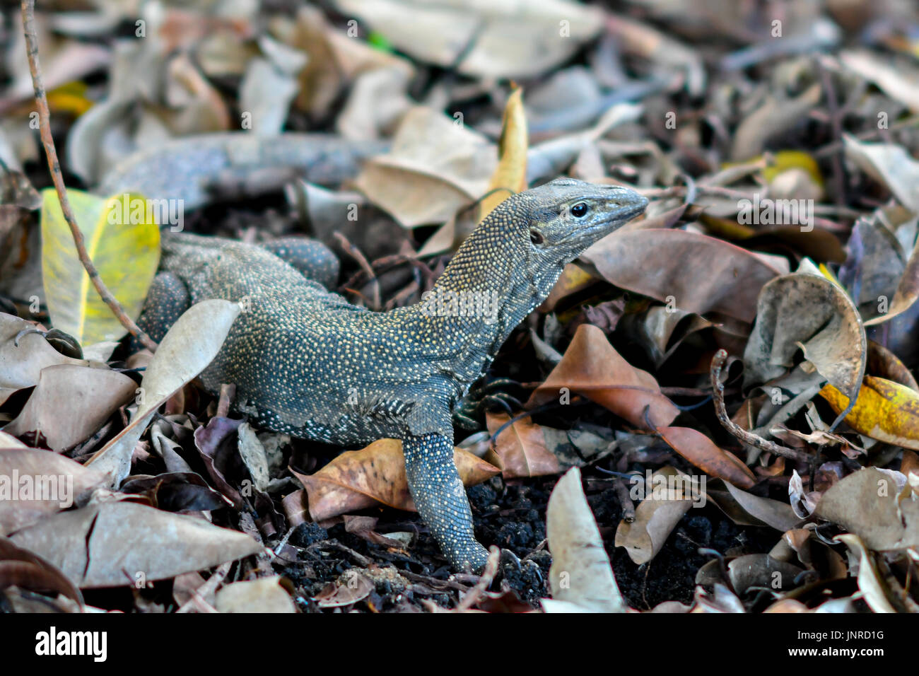 Terrible lizards hi-res stock photography and images - Alamy