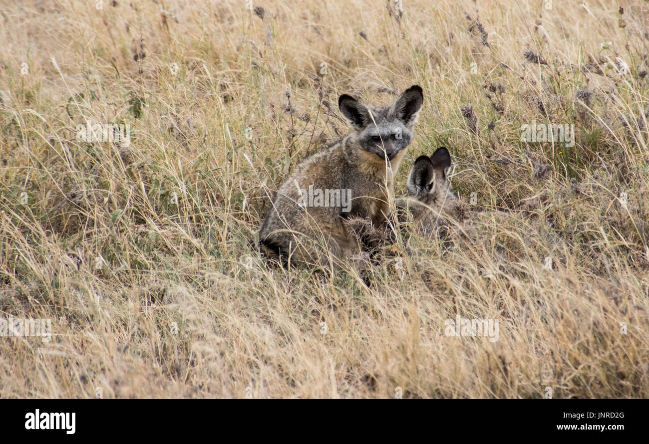 Elusive animal hi-res stock photography and images - Alamy