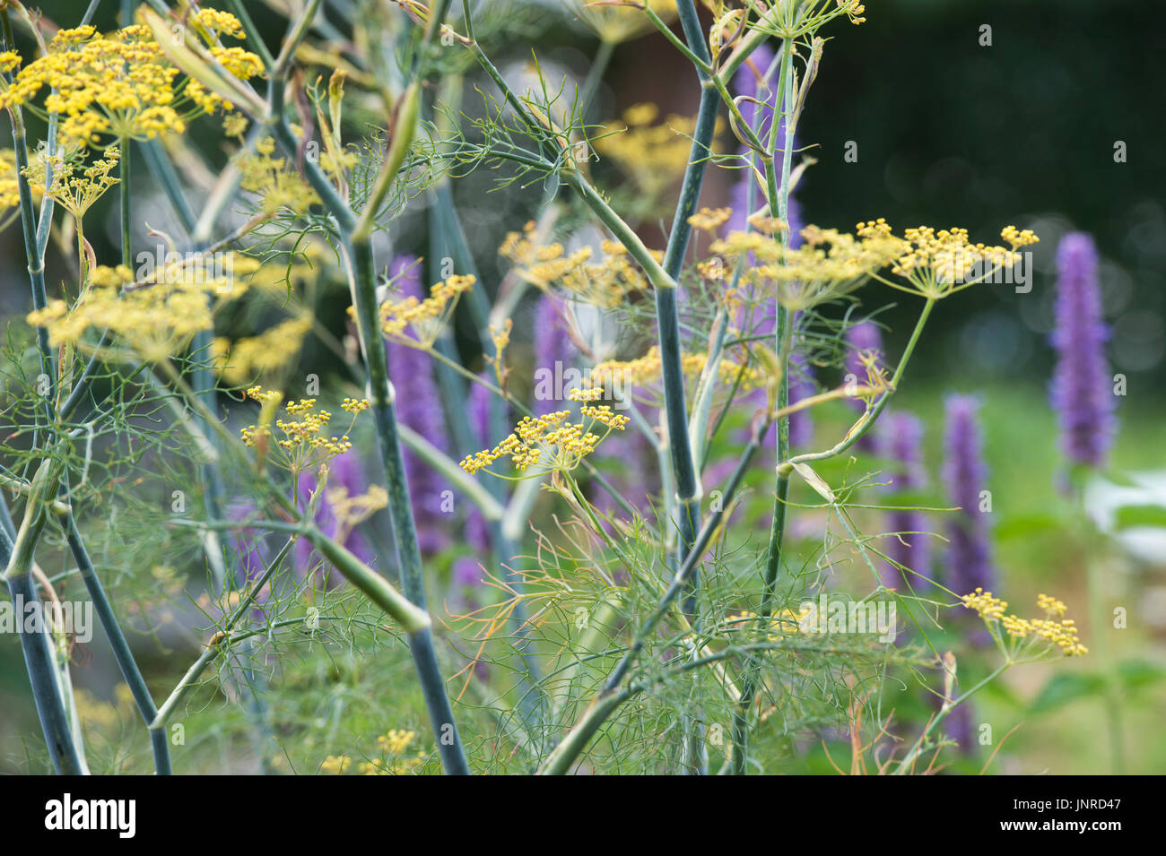 Foeniculum Vulgare Purpureum. Bronze fennel in flower. UK Stock Photo ...