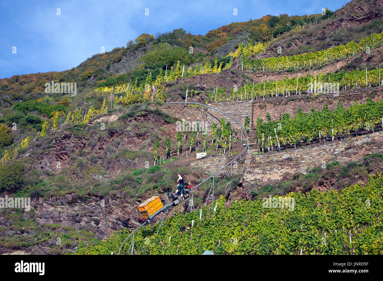Grape harvest with rack railway at the steep Calmont vineyard, Bremm ...