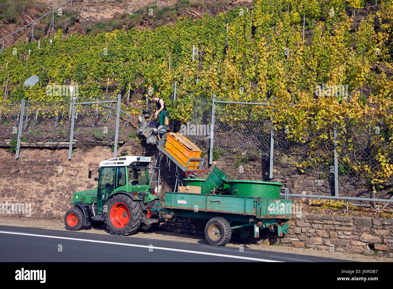 Grape harvest with rack railway at the steep Calmont vineyard, Bremm ...