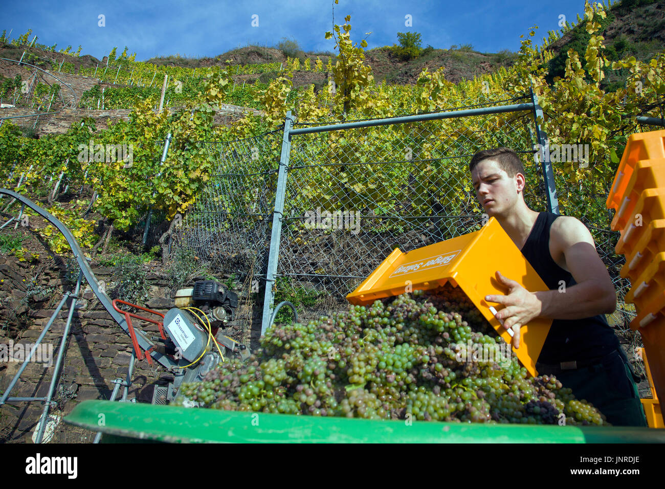 Grape harvest with monorack railway at the steep Calmont vineyard ...