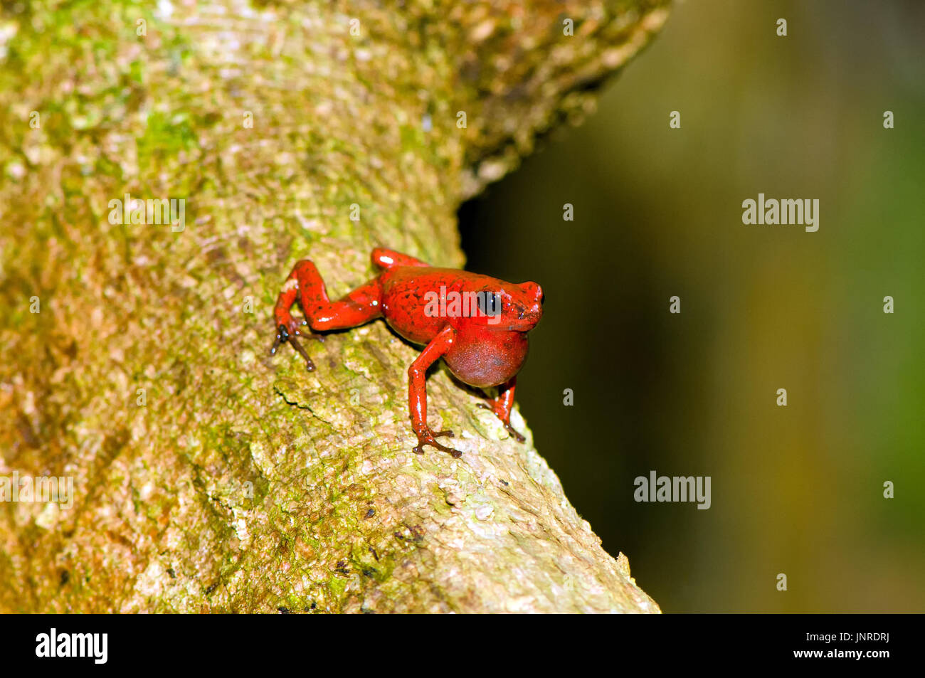 Singing male of the strawberry poison frog (Oophaga pumilio) shot in ...