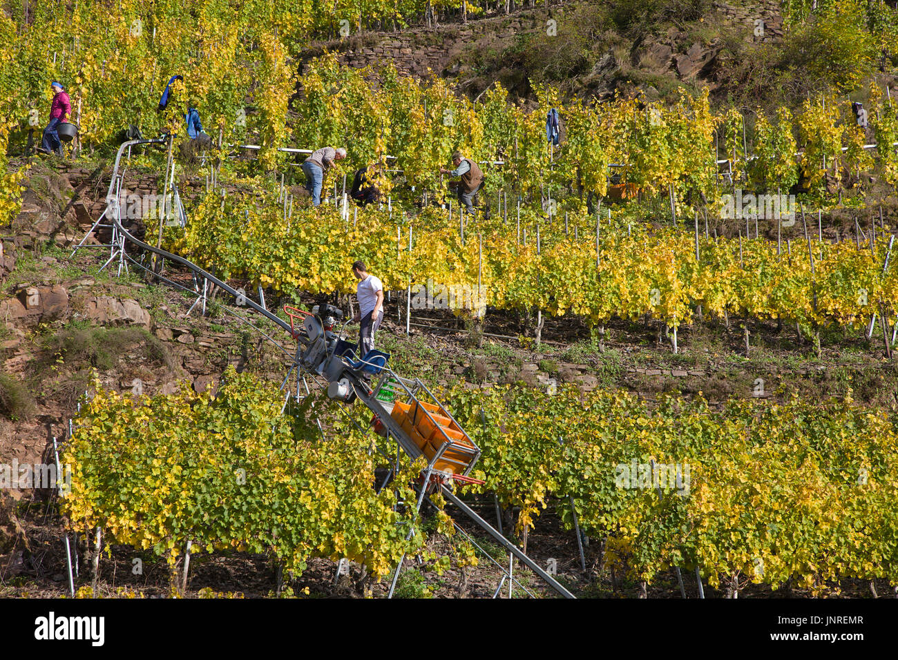 Grape harvest with monorack railway at the steep Calmont vineyard ...