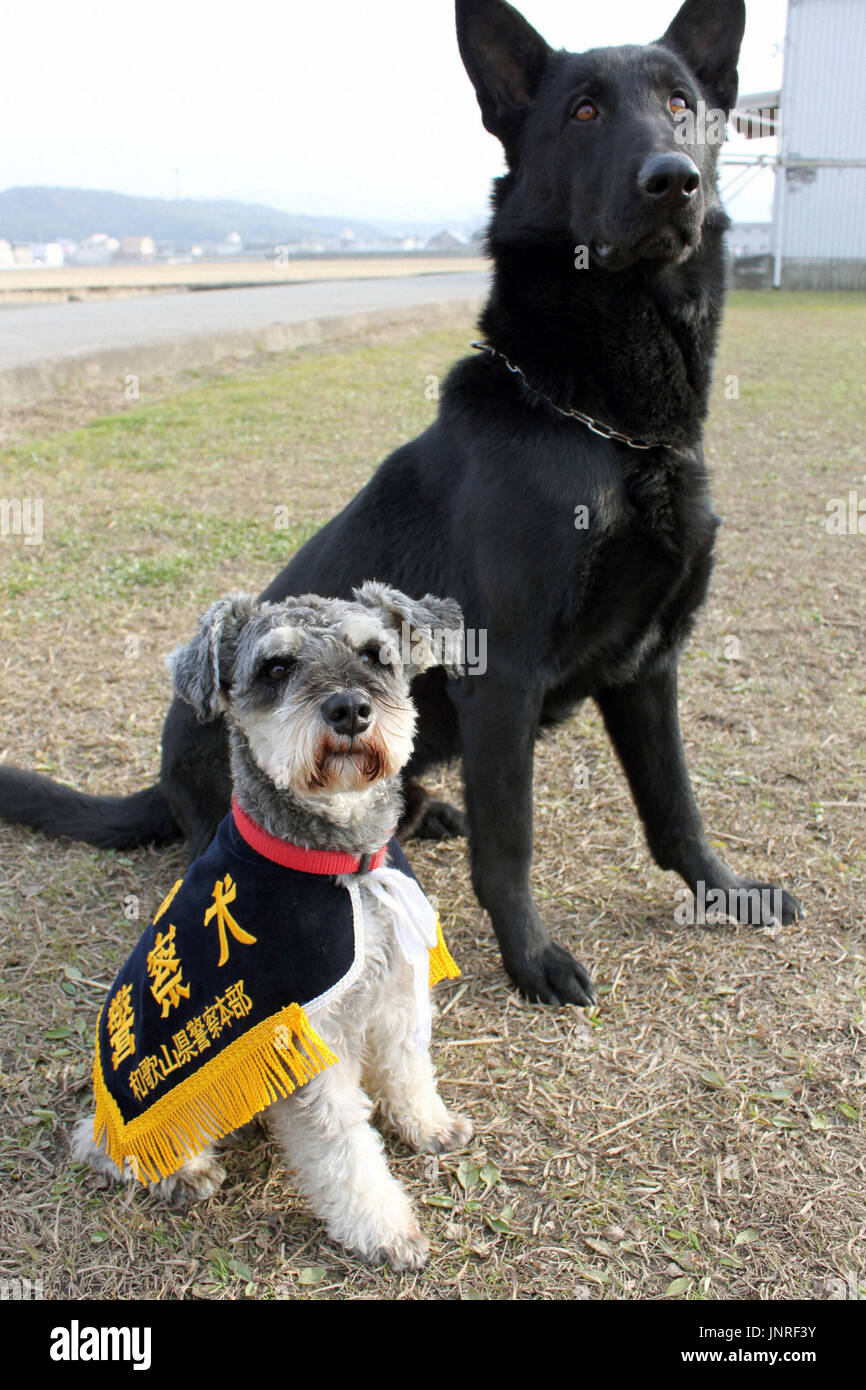WAKAYAMA, Japan - A miniature schnauzer (front) sits wearing a police ...