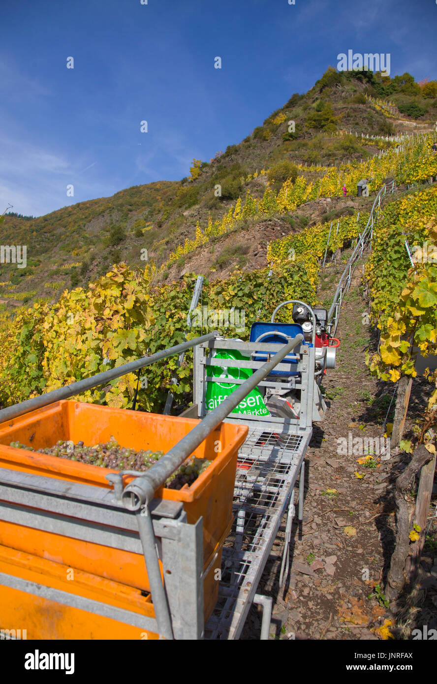 Grape harvest with monorack railway at the steep Calmont vineyard ...