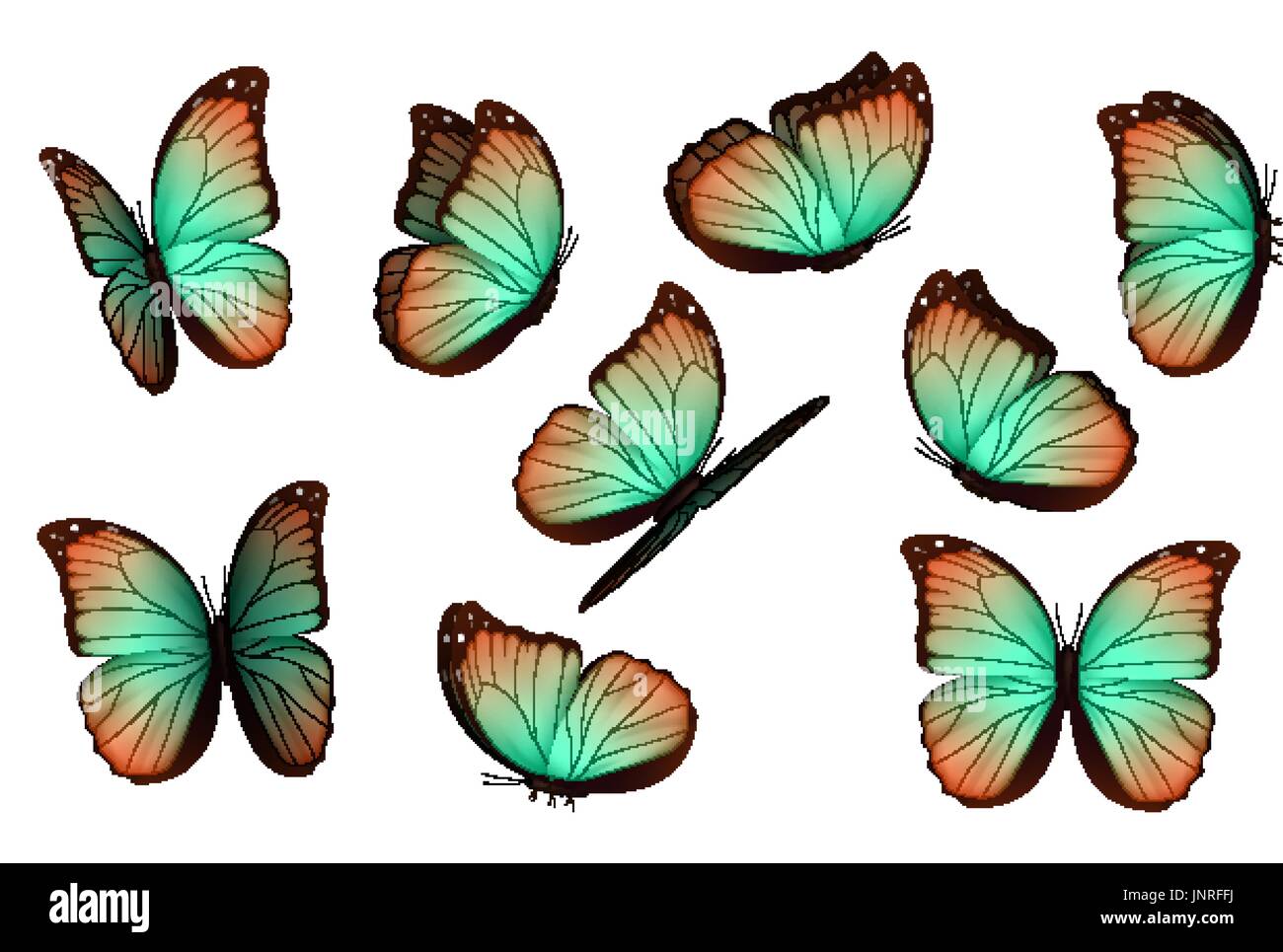 Lepidoptera butterflies moths Stock Vector Images - Alamy