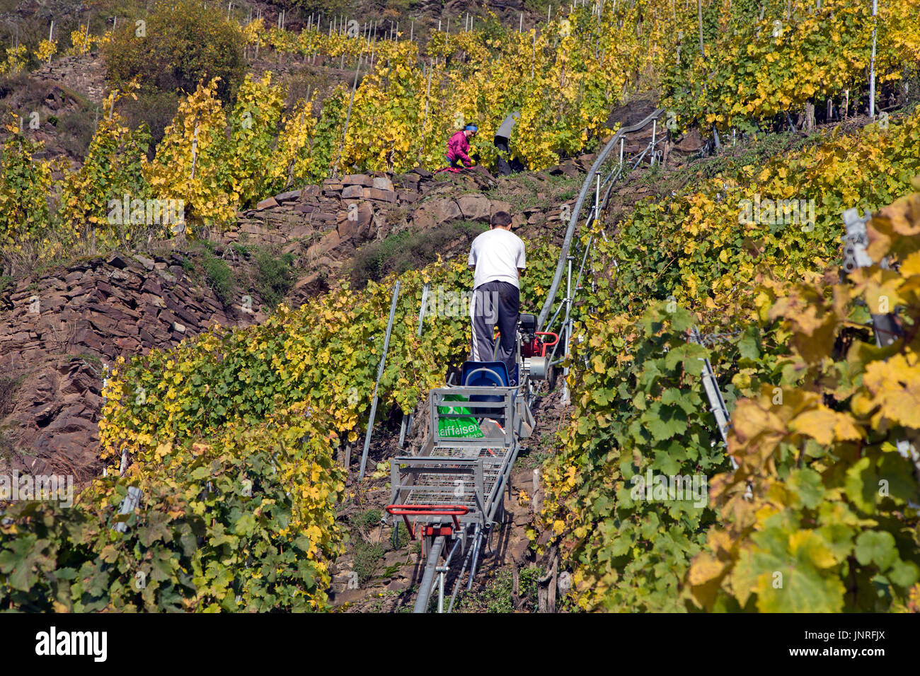 Grape harvest with monorack railway at the steep Calmont vineyard ...