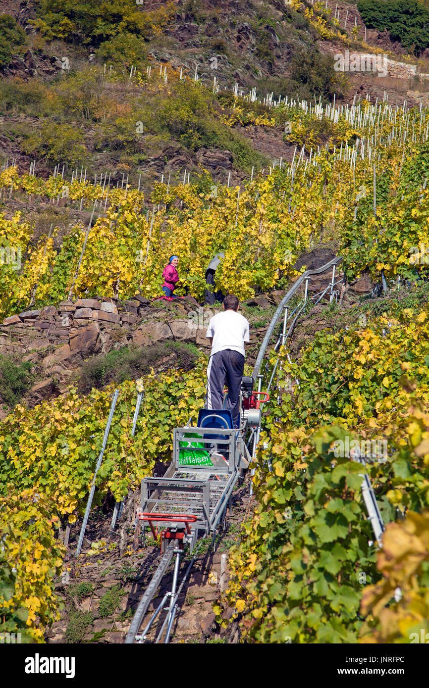 Grape harvest with monorack railway at the steep Calmont vineyard ...