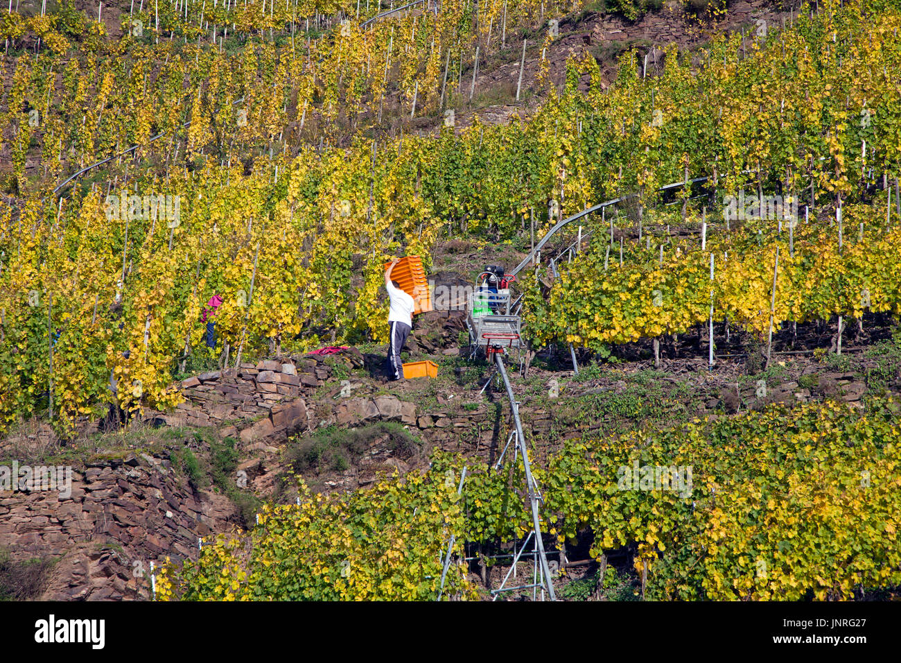 Grape harvest with monorack railway at the steep Calmont vineyard ...