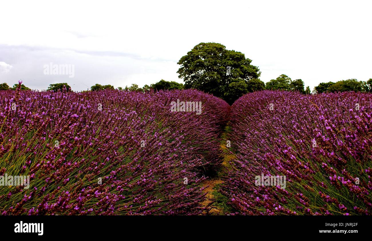 Mayfields Lavender 2017 Stock Photo - Alamy