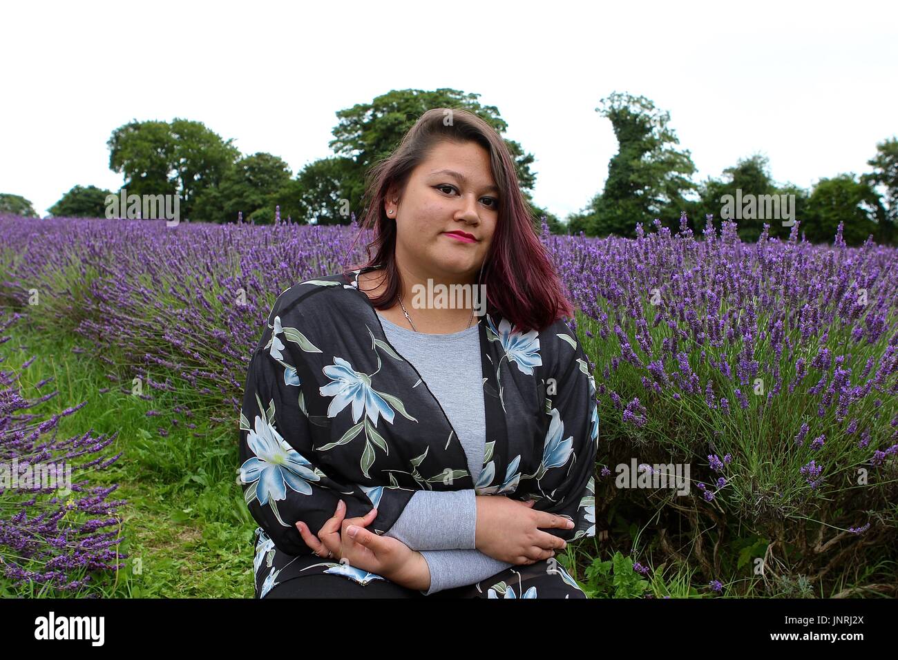 Mayfields Lavender 2017 Stock Photo - Alamy