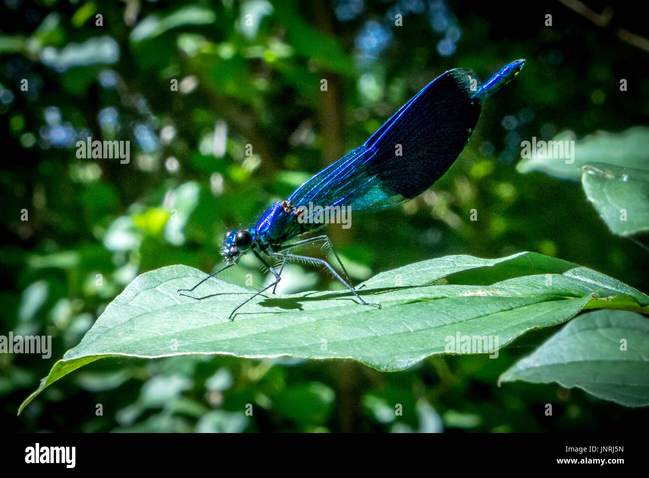 A dragonfly on a leaf in the woods of Poitou-Charente, France Stock ...