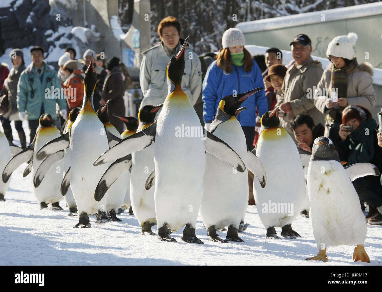 ASAHIKAWA, Japan - Penguins entertain tourists at Asahiyama Zoo in ...