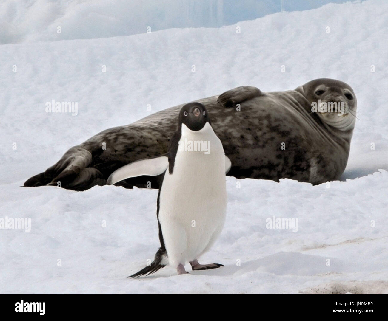 SHOWA BASE, Antarctic - A penguin nears a seal along the coast at Japan ...
