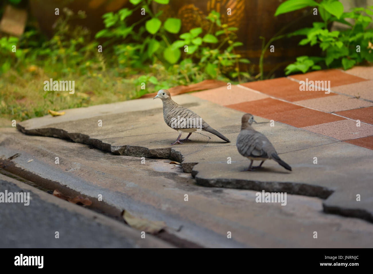 A couple of bird on street Stock Photo - Alamy