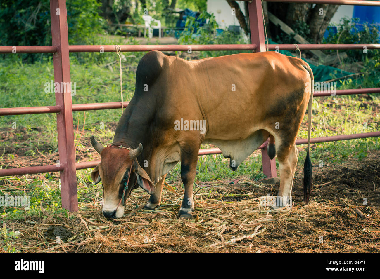 A cow is eating some of grasses Stock Photo - Alamy