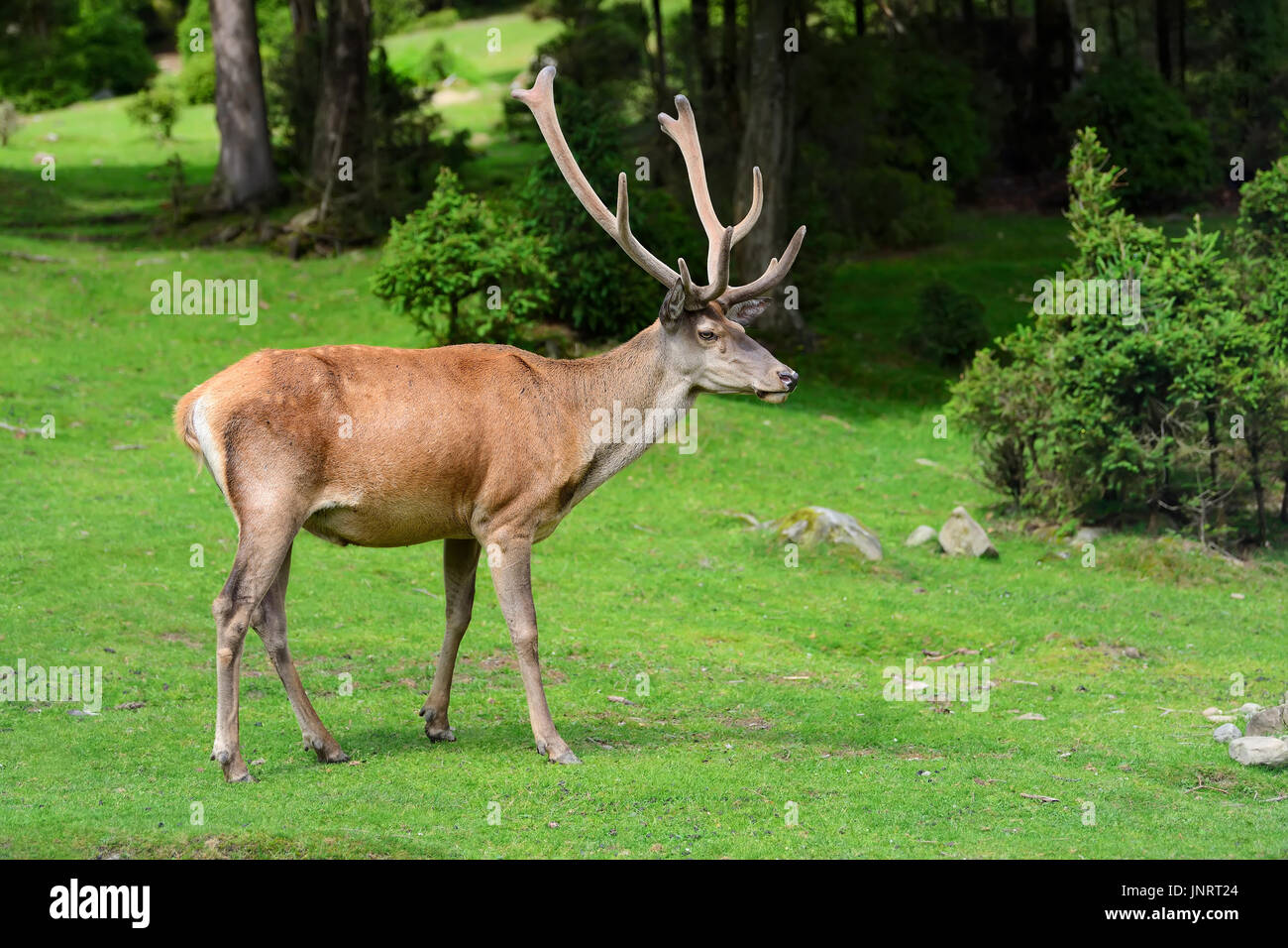 Deer close portrait antler hi-res stock photography and images - Alamy