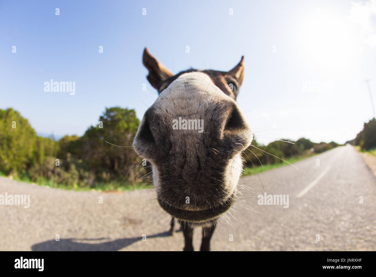 funny donkey looking at the camera Stock Photo - Alamy