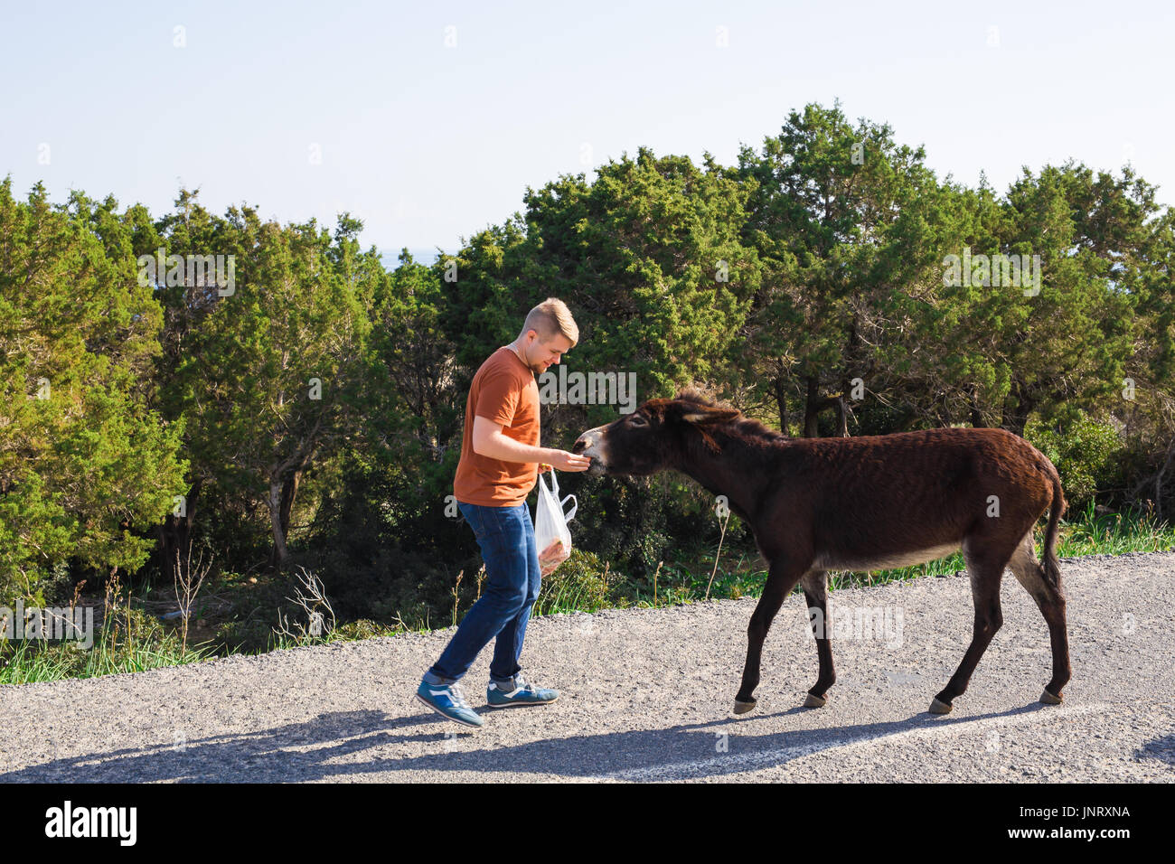 Young man playing and feed wild donkey, Cyprus, Karpaz National Park ...