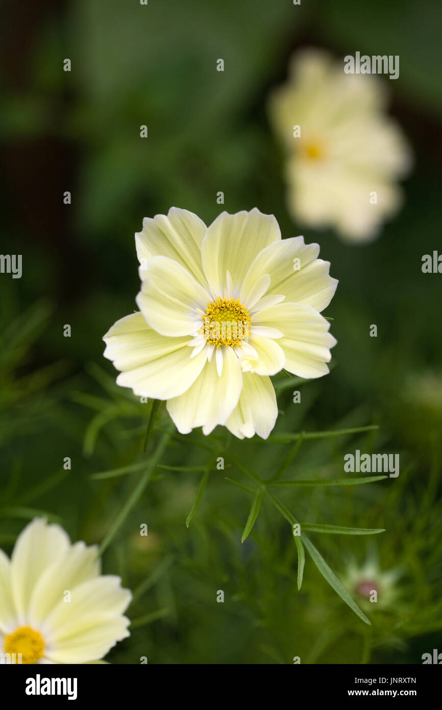 Xanthos yellow flower hi-res stock photography and images - Alamy