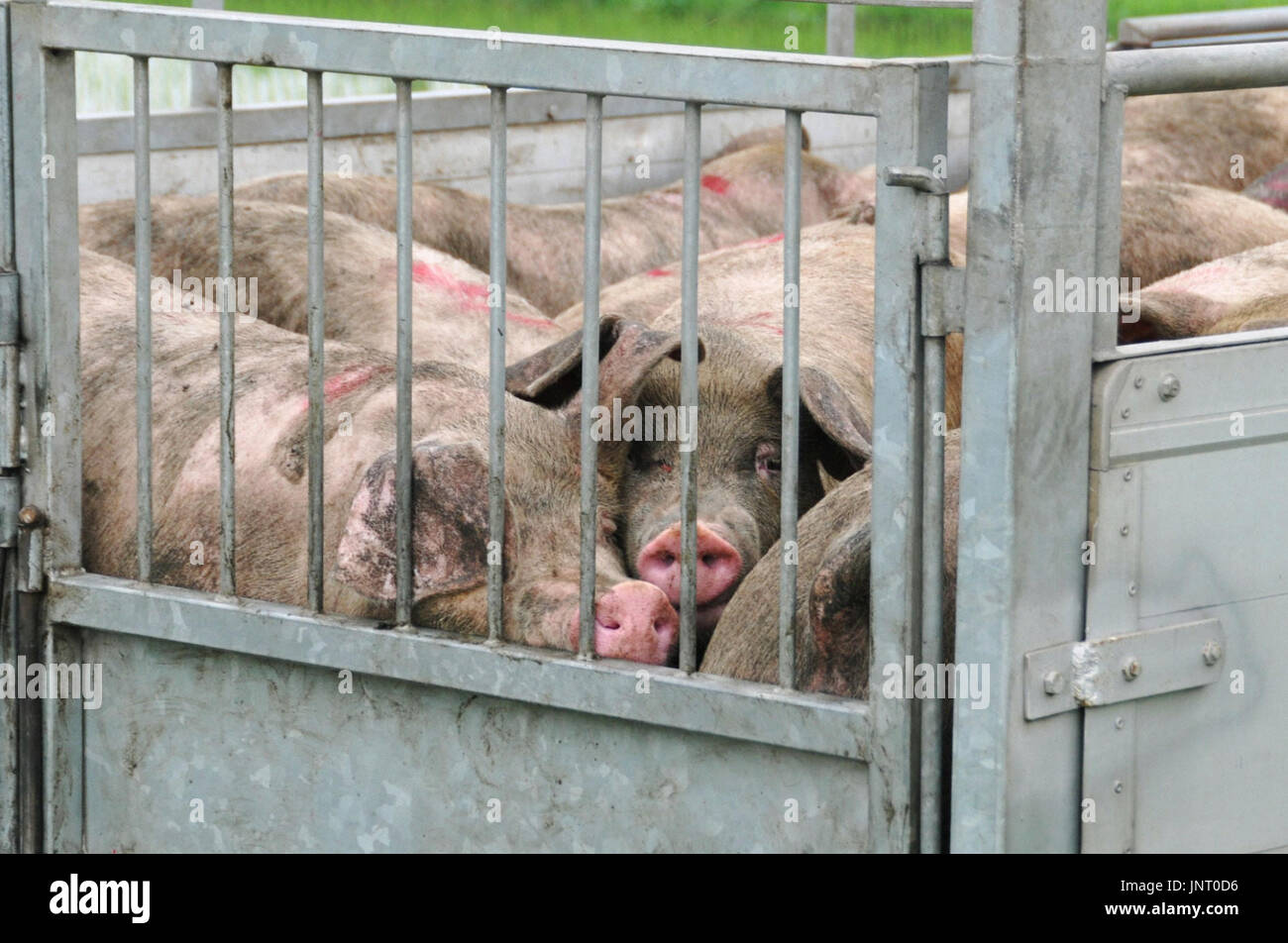 MIYAZAKI, Japan - Pigs are shipped in Miyakonojo, Miyazaki Prefecture ...