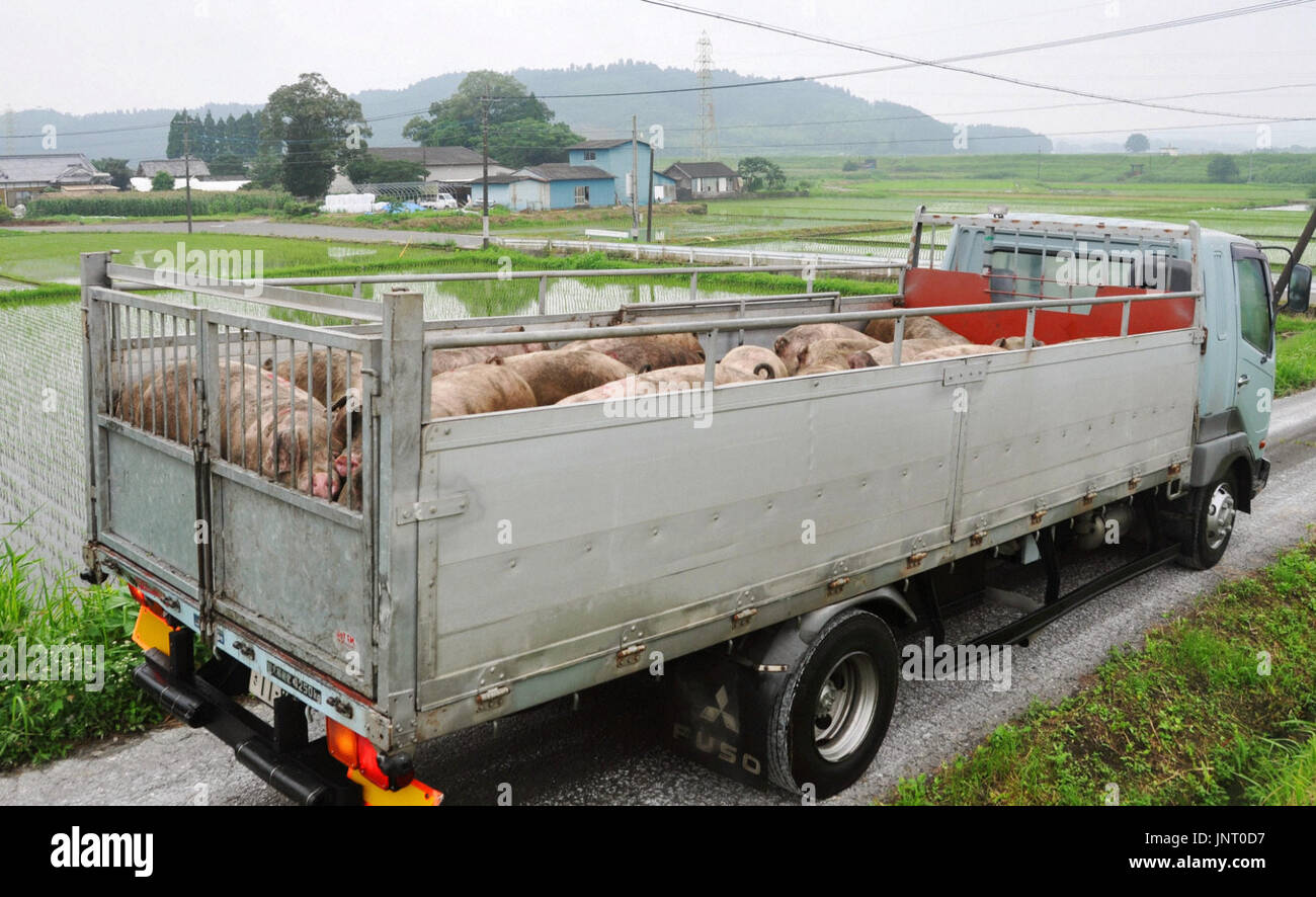 MIYAZAKI, Japan - Pigs are shipped in Miyakonojo, Miyazaki Prefecture ...