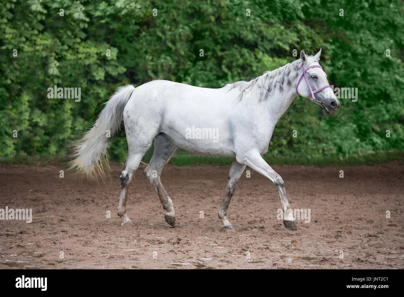 white horse nature animal Stock Photo - Alamy