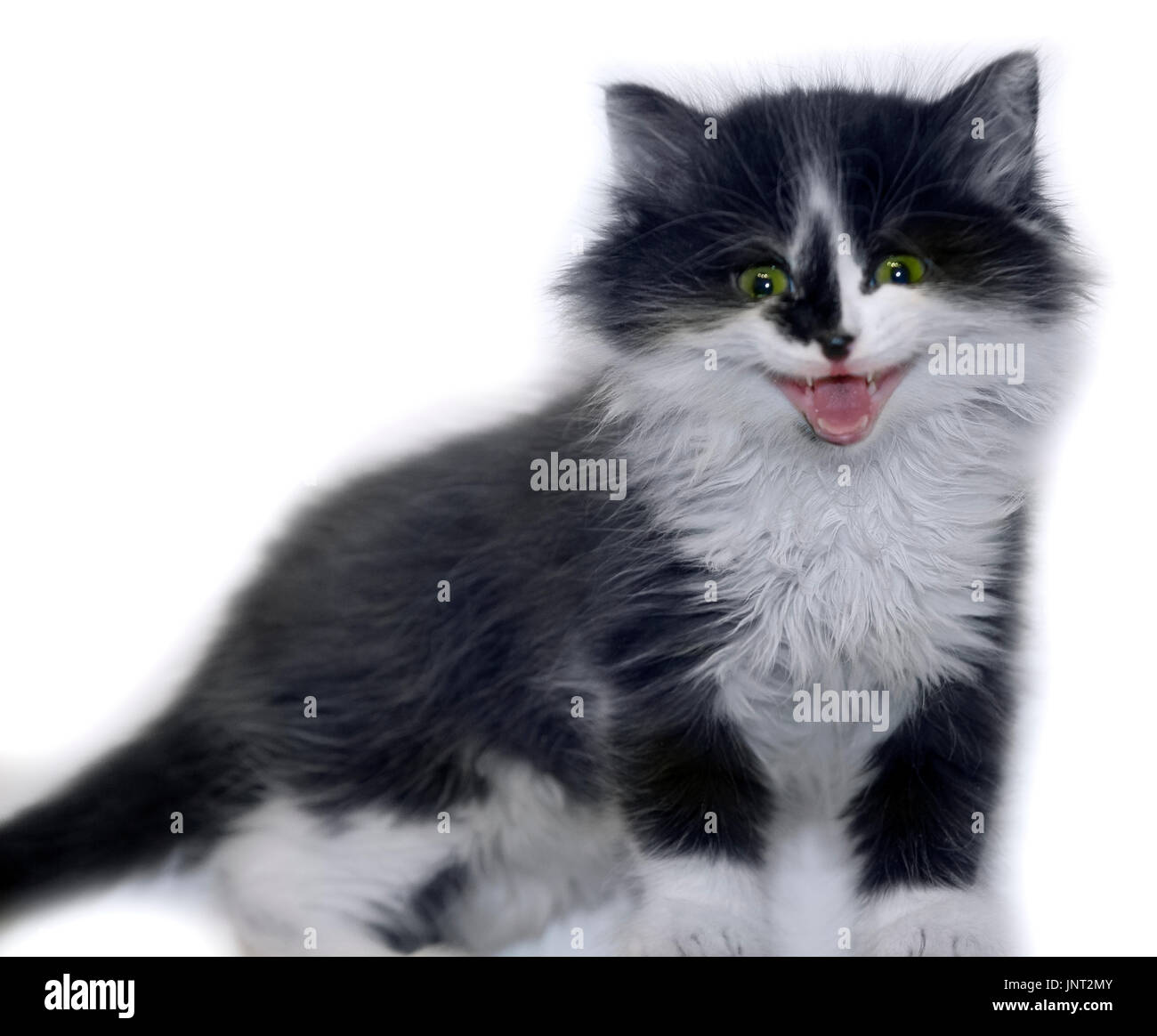 Kitten No Background