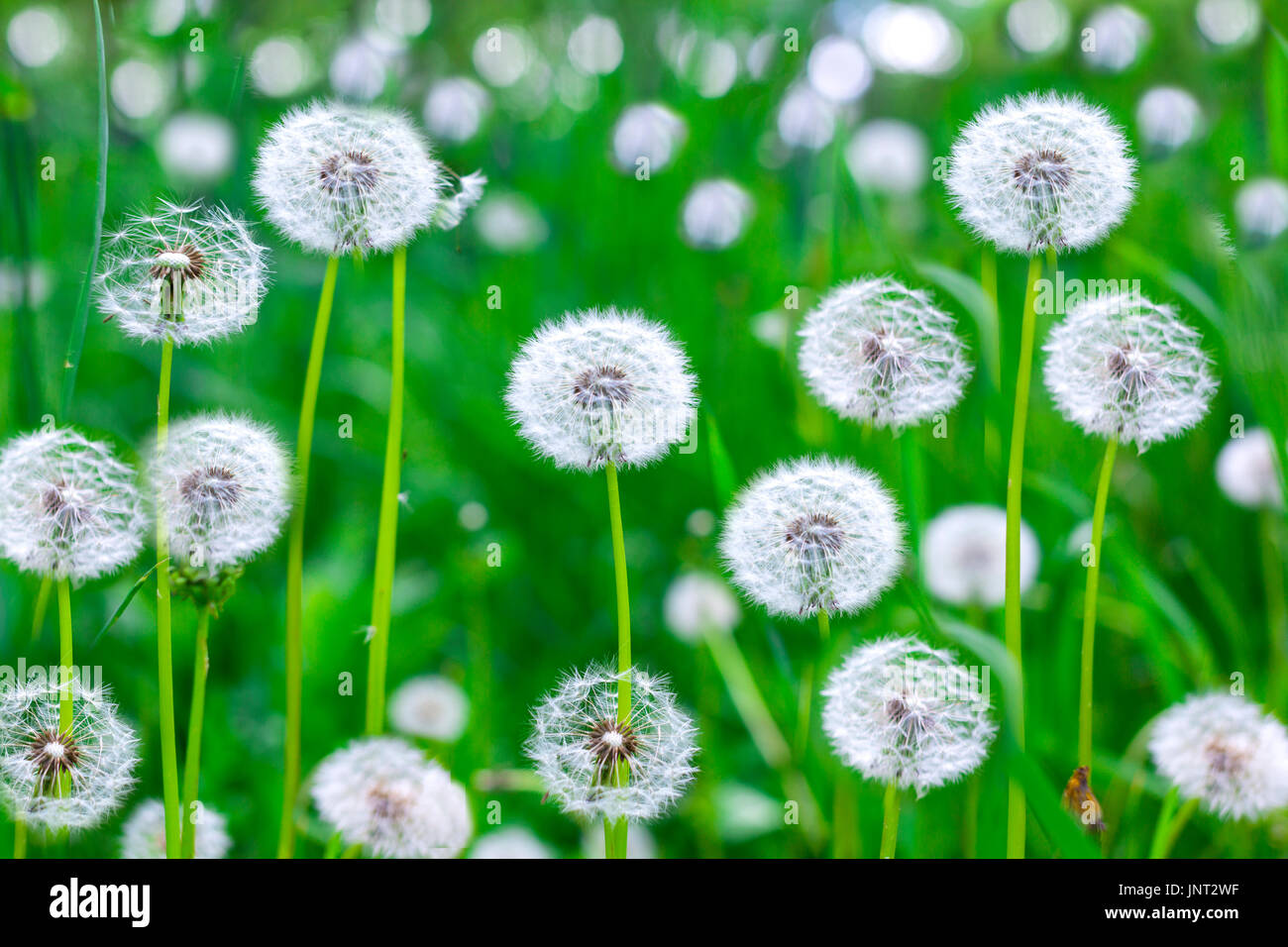 Dandelion seed design hi-res stock photography and images - Alamy