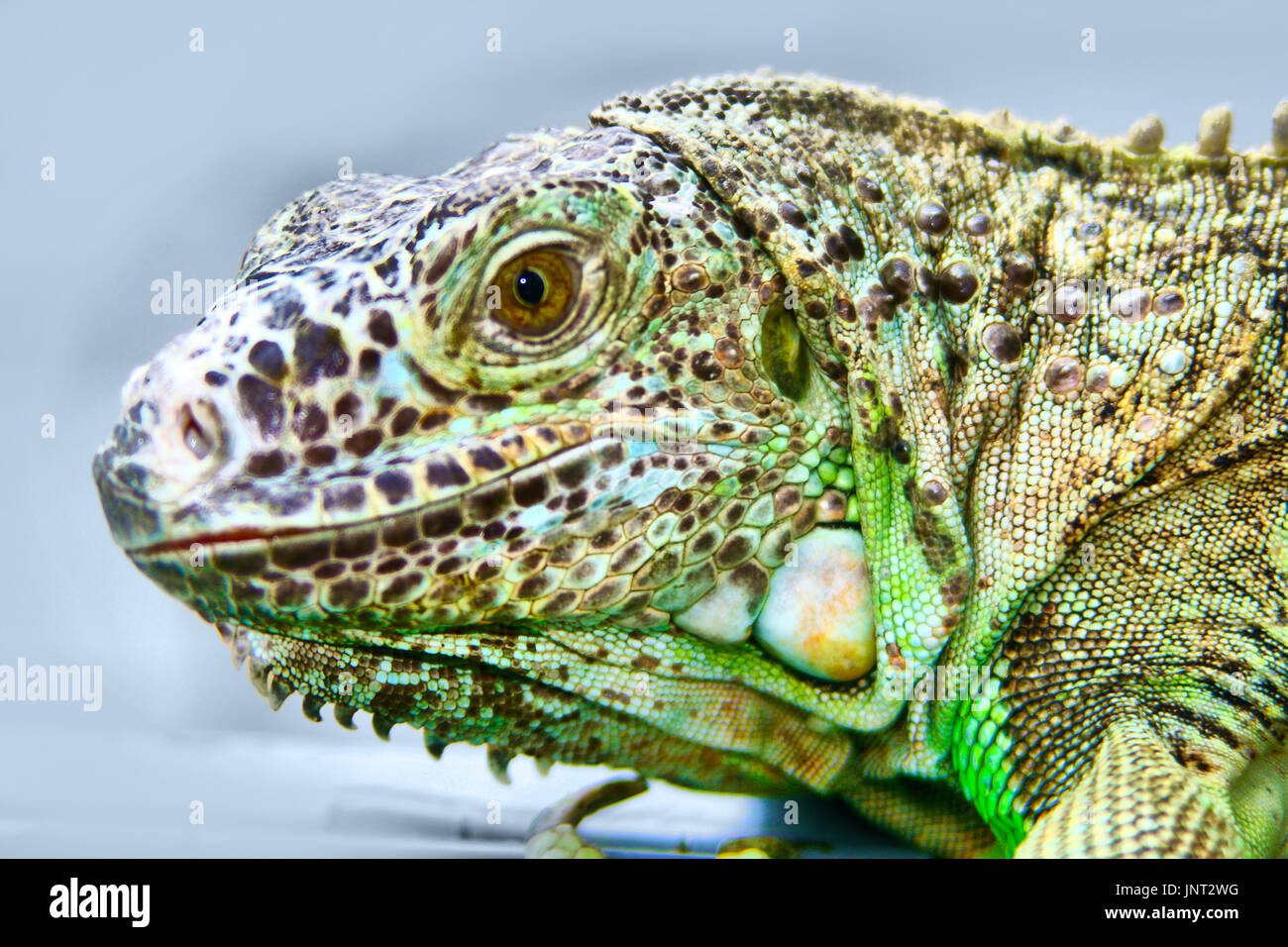 Close-up of Green Iguana Stock Photo - Alamy