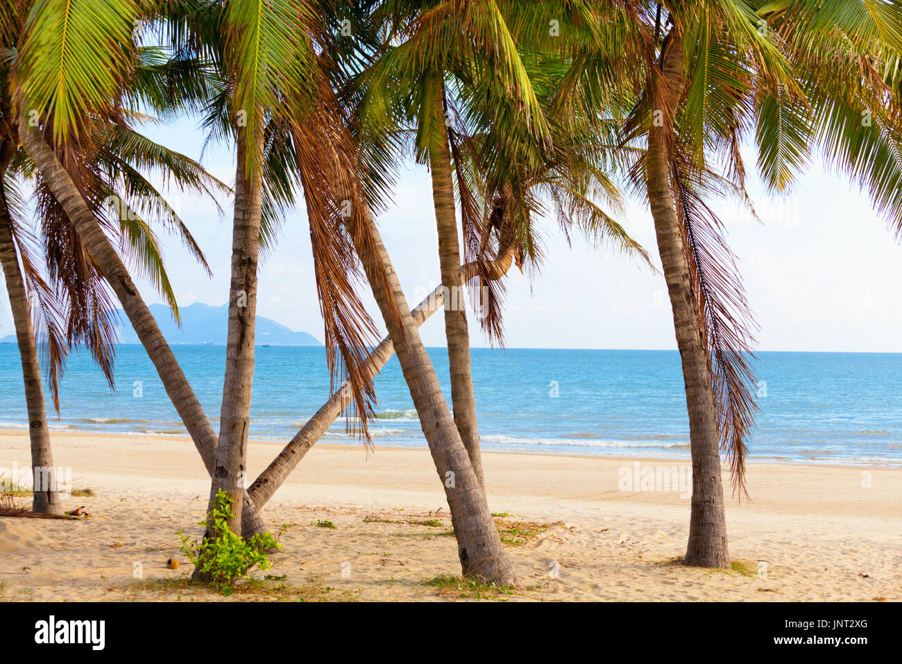 landscape sea palm beach Stock Photo - Alamy