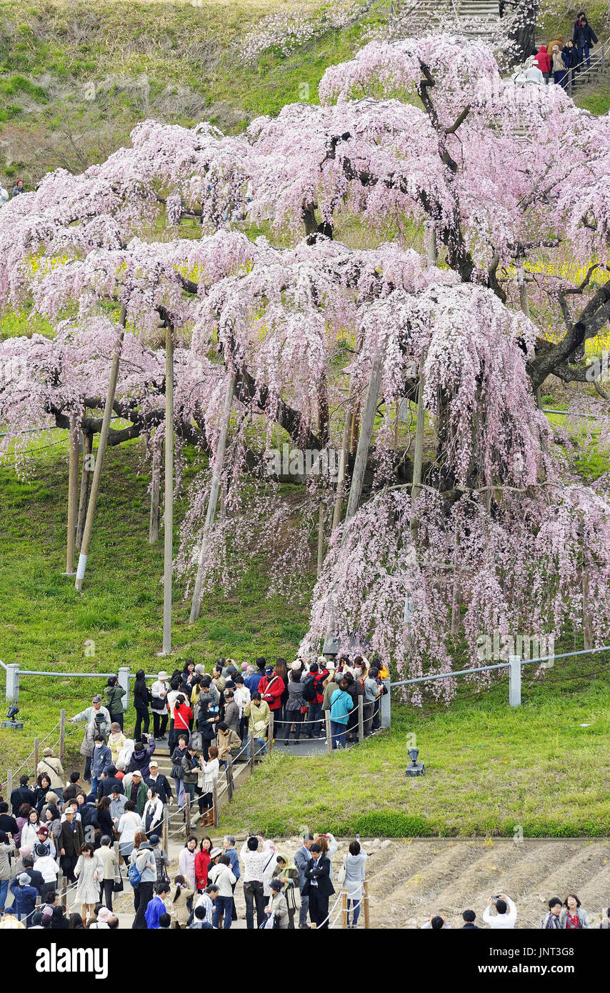 MIHARU, Japan - Visitors view a cherry tree, believed to be over 1,000 ...