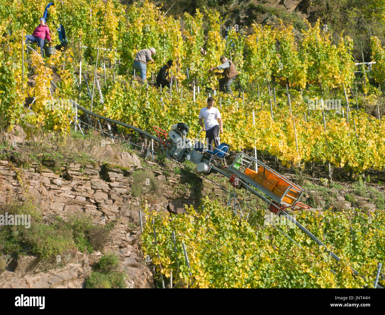 Erntehelfer und Monorackbahn am Bremmer Calmont, Weinanbau in Steillage ...