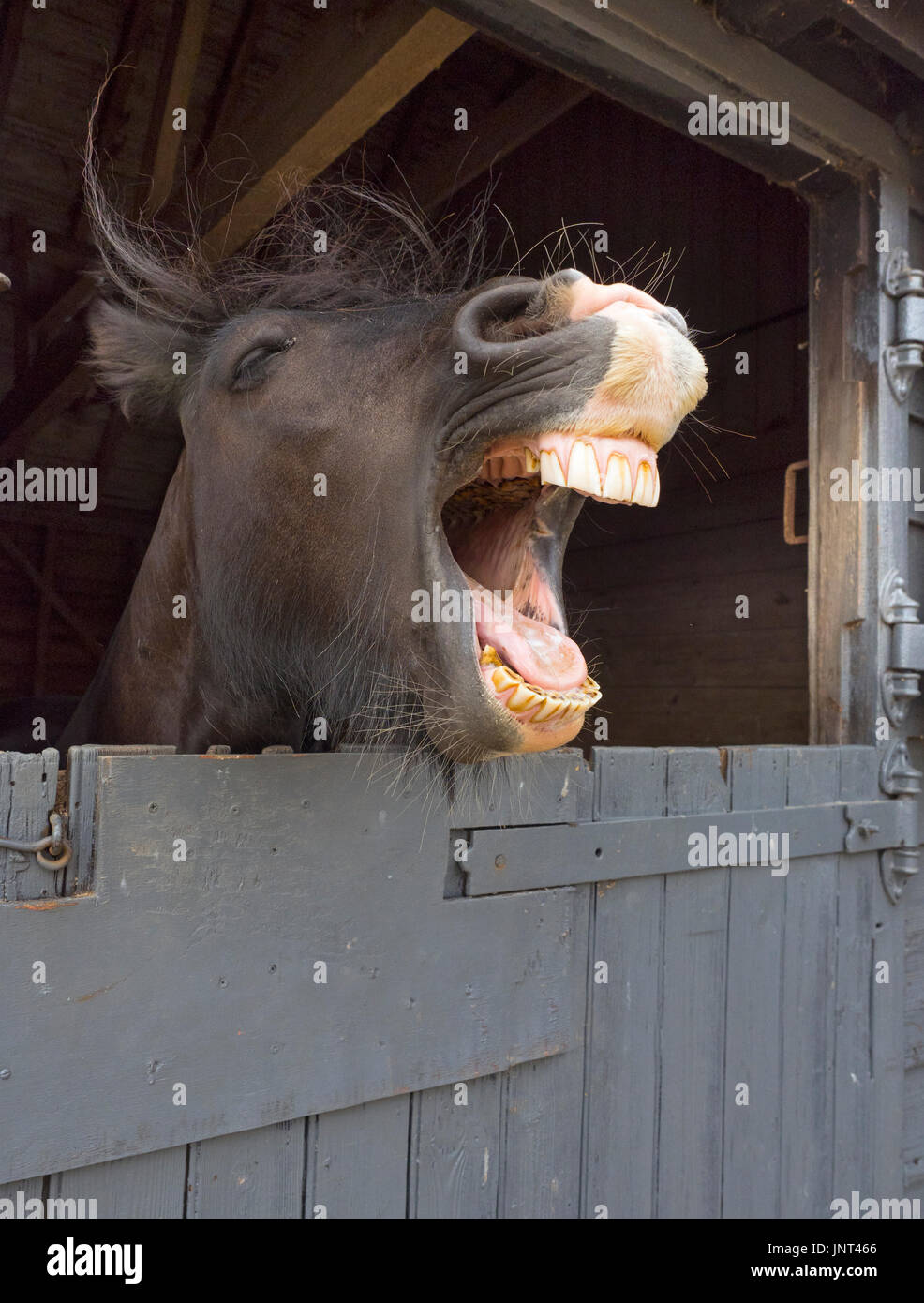 Irish native horse hi-res stock photography and images - Alamy