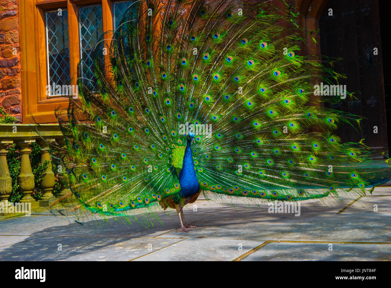 Tail of peacock hi-res stock photography and images - Alamy